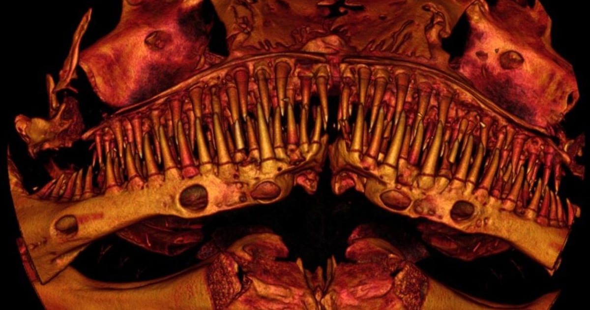 So Many Teeth! Tiny 'Alien' Catfish Serves Up Big Mysteries