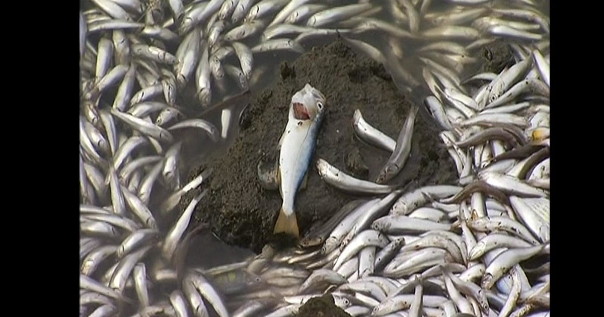 Thousands of Dead Fish Mysteriously Surface in California