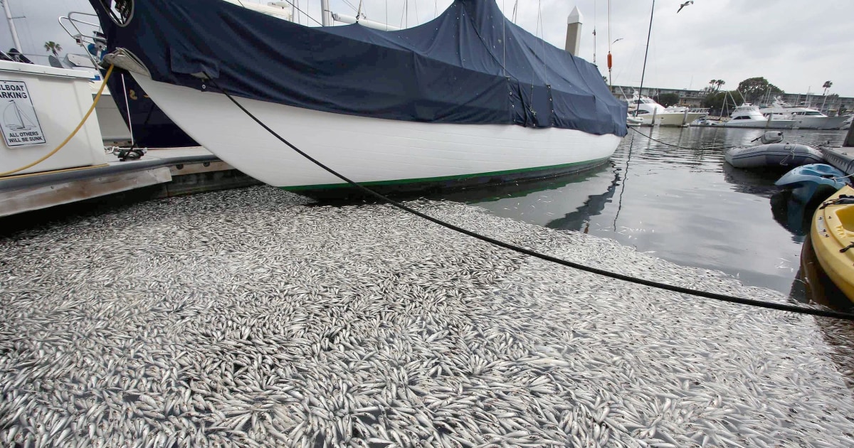 Why Scores of Fish Went Belly-Up at Los Angeles Seaside