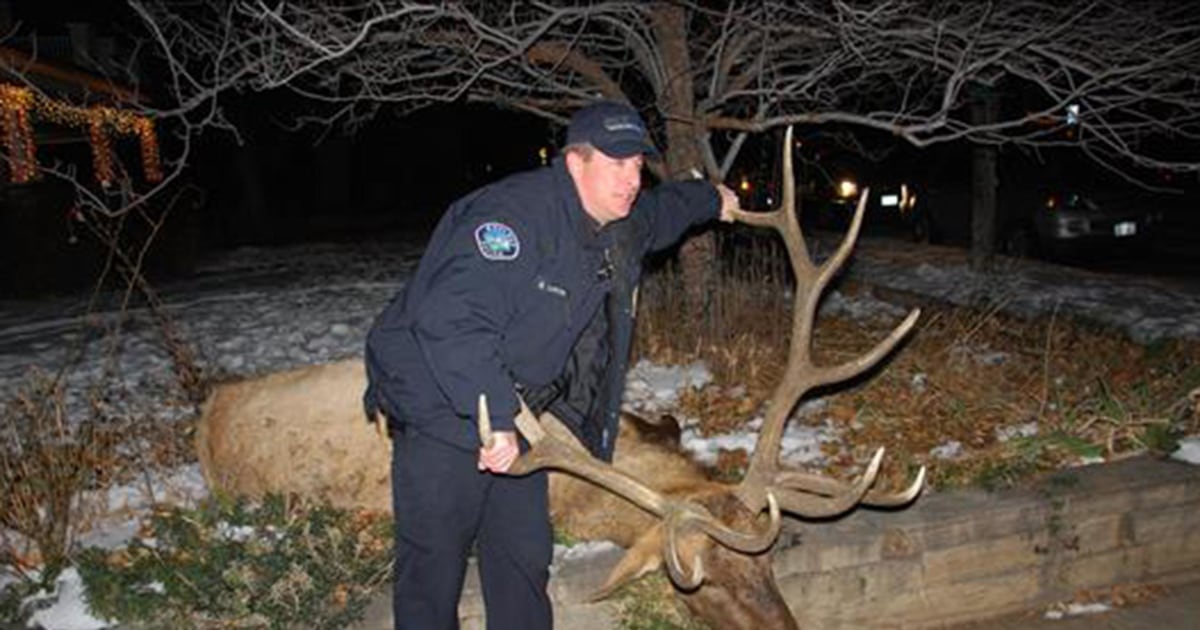 Ex-Officer Convicted of Killing Beloved 'Big Boy' Elk