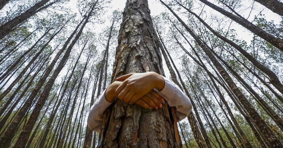Tree Huggers Attempt New World Record