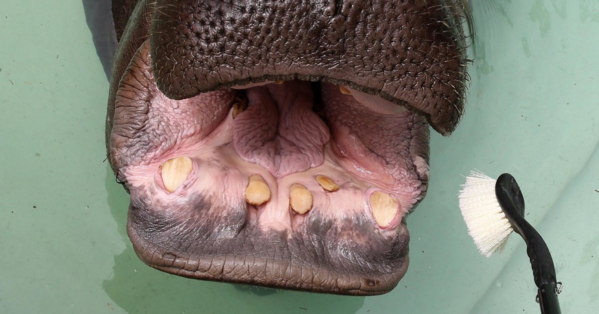 Open Wide! Hippo's Teeth Get Annual Deep Clean
