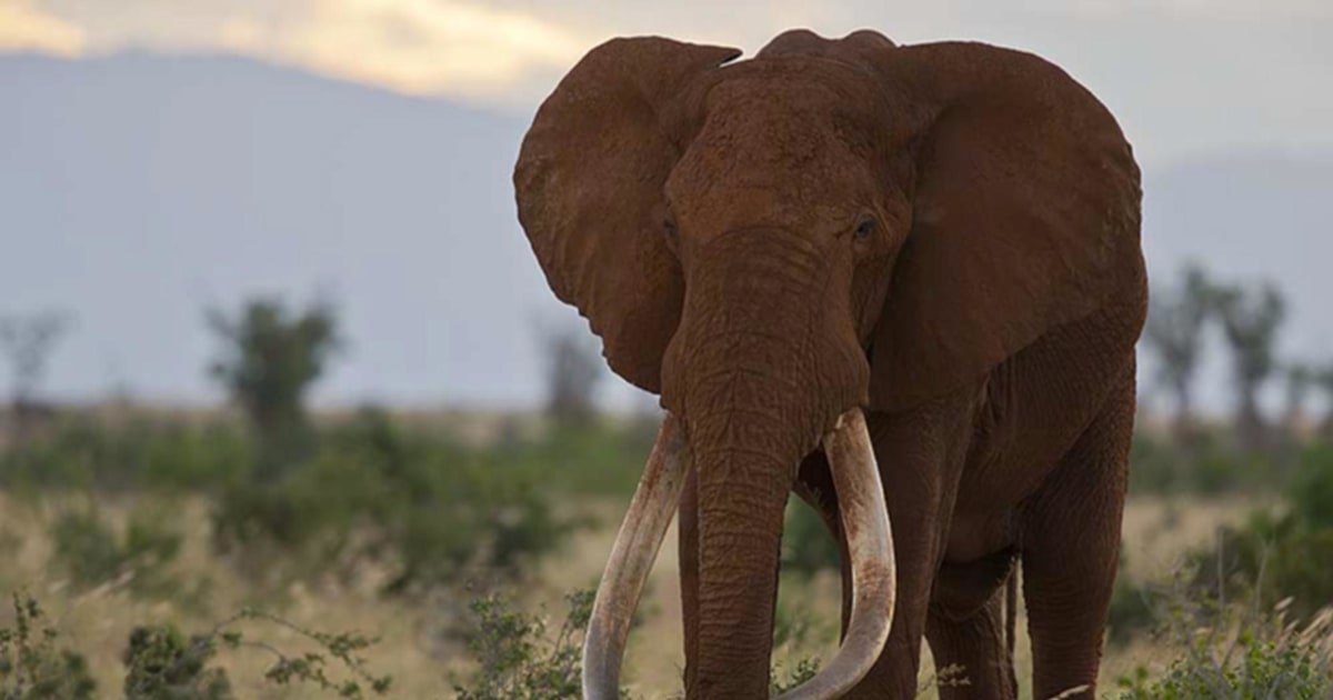 'Iconic' Elephant, Satao, Killed by Poachers in Kenya
