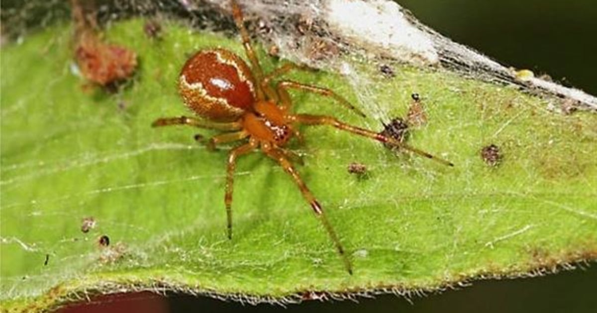 Social Web: Female Spiders Adopt 'Warrior' or 'Nanny' Roles