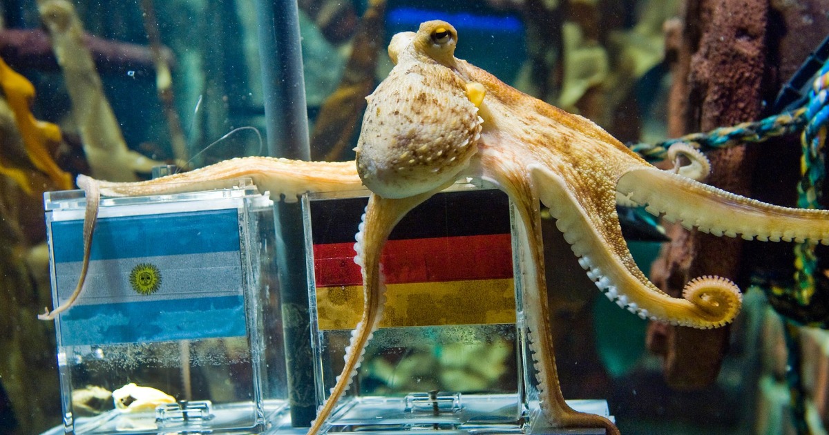 No Easy Predictions for World Cup's Animal Psychics