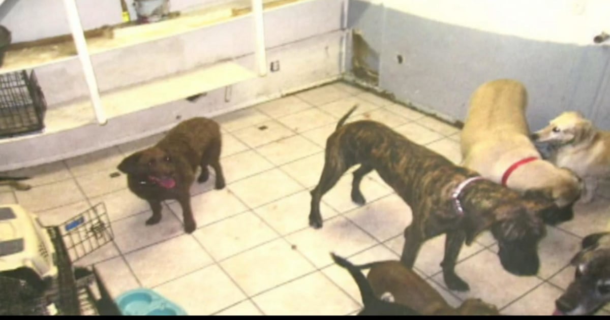 Police Investigate Accident That Left 20 Dogs Dead