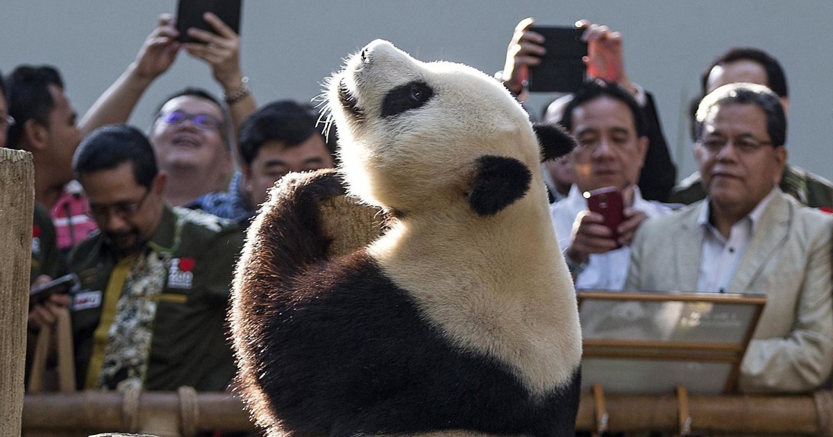 Loving the Lens: Preening Panda Poses for Pictures