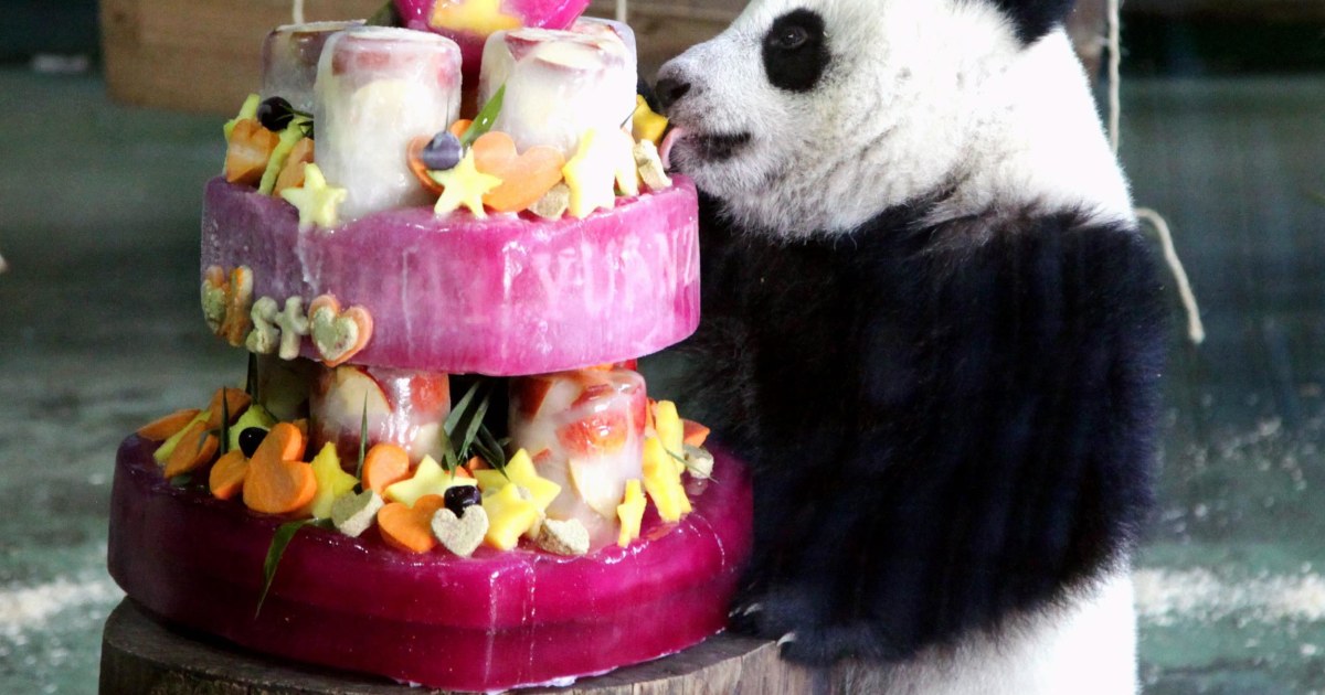 Giant Panda at Taipei Zoo Celebrates First Birthday