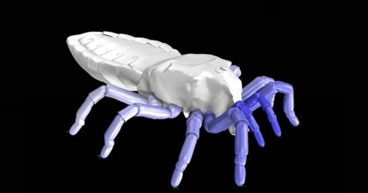 410 Million-Year-Old Spider Walks Again, Virtually
