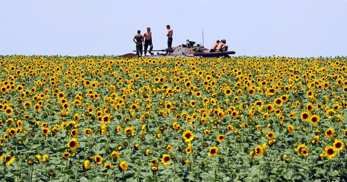 Ukrainian Troops Take Up Position in Sunflower Field