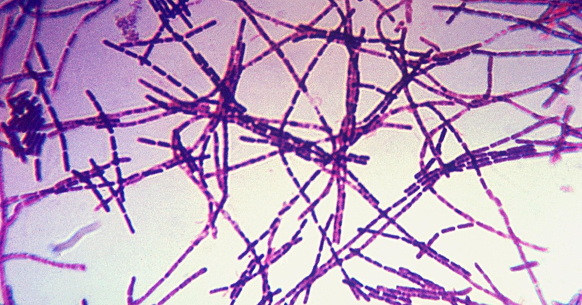 CDC Cracks Down on Labs After Anthrax, Bird Flu Scares