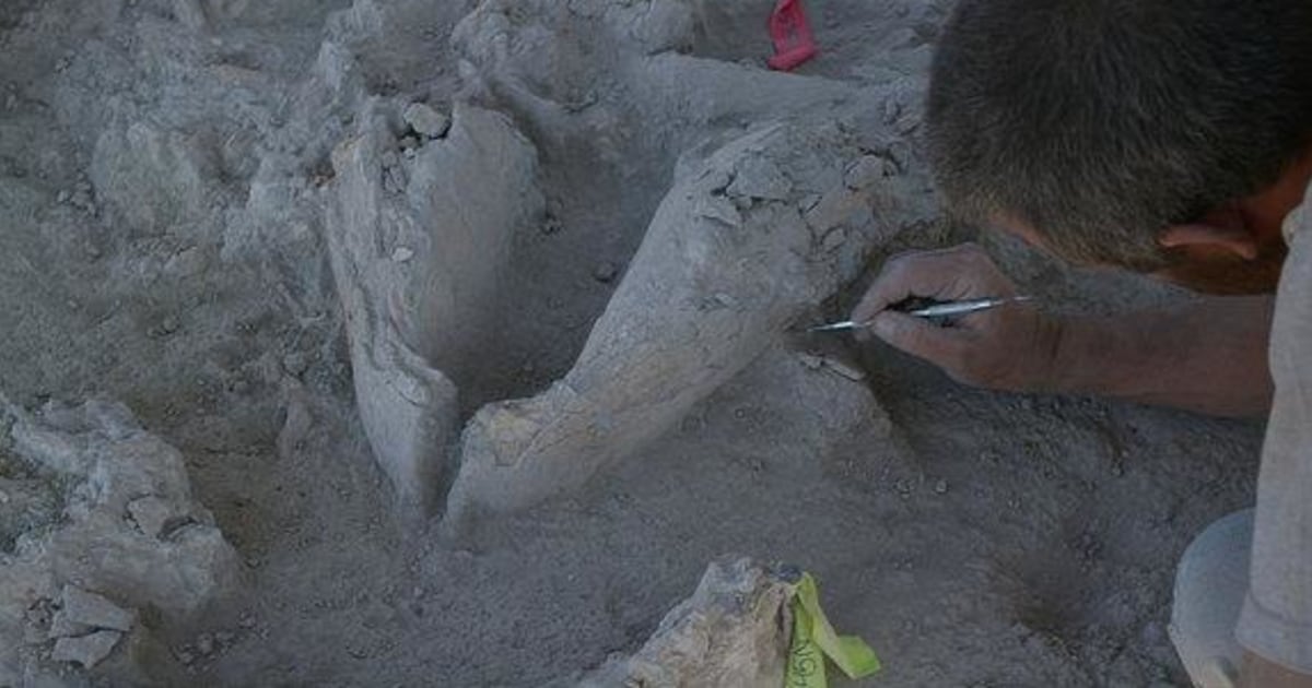 What's for Dinner? Ancient Paleo Diet Included Elephant Ancestor