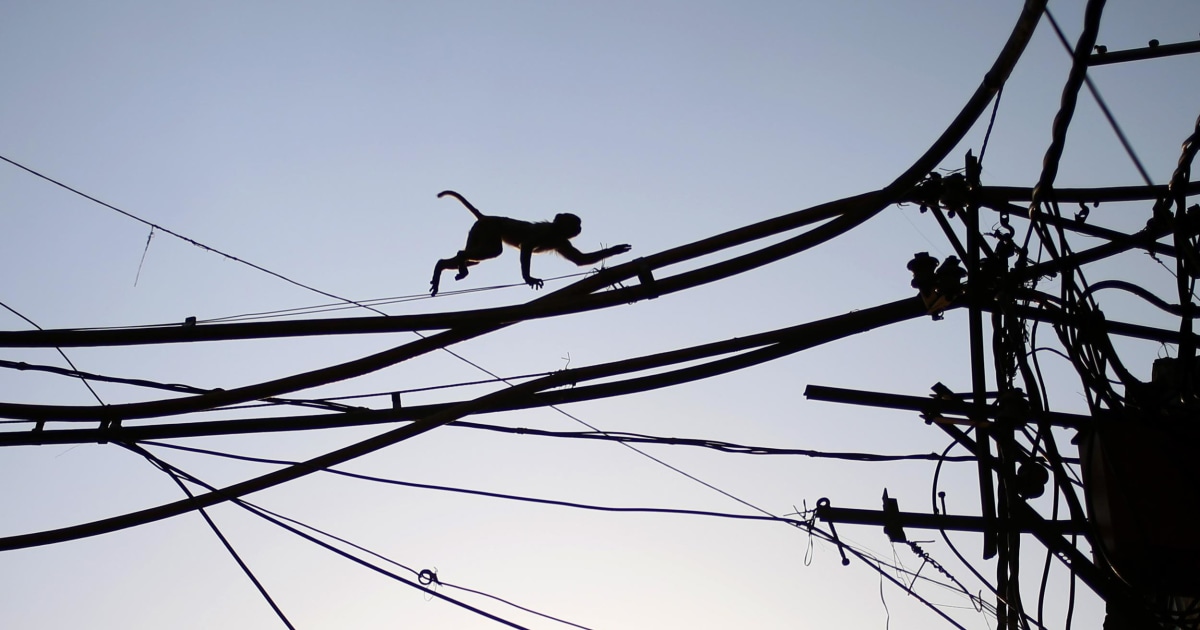 Shock Tape and Sticks: Delhi Residents Battle Thousands of Terrorizing Monkeys