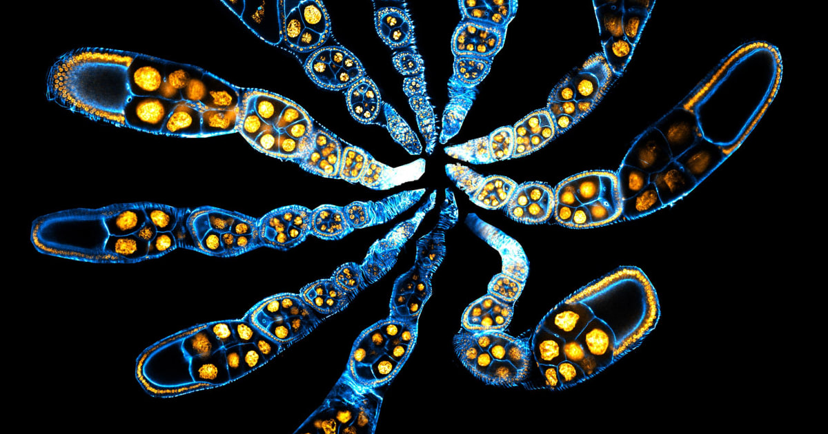 'Art of Science' Photos Prove That Scientists Have Soul