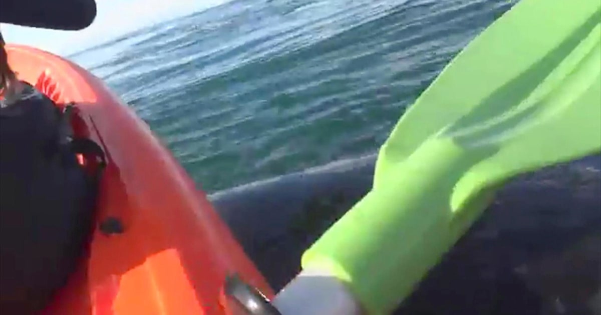 Whale Lifts Kayakers Out of the Water