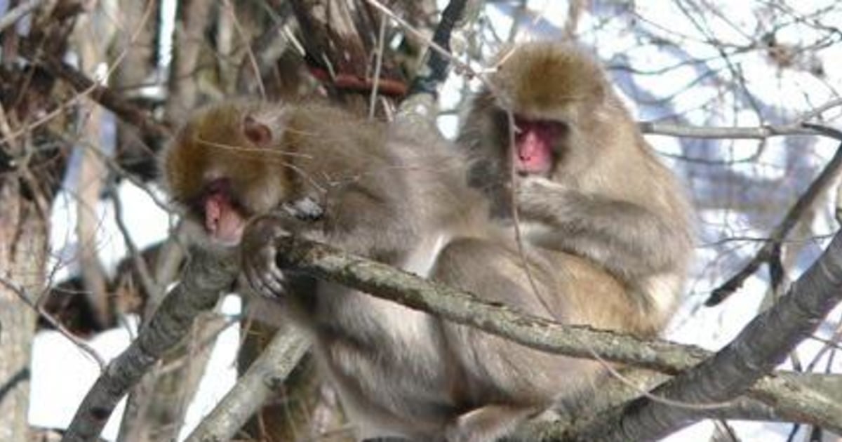 Fukushima Monkeys Show Signs of Radiation Exposure