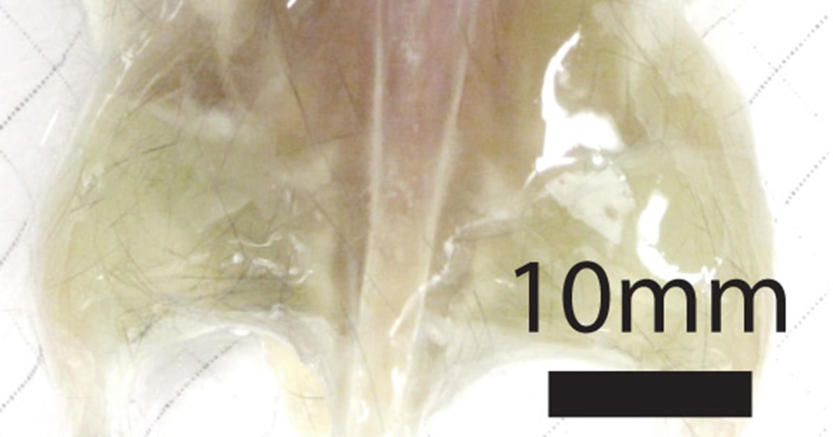 See-through Mice May Sound Icky, But They're Useful to Scientists