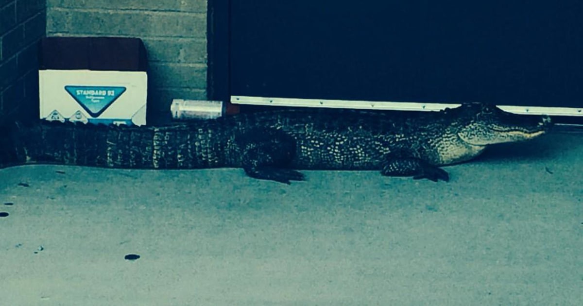 Alligator Makes Surprise Appearance Outside Texas School