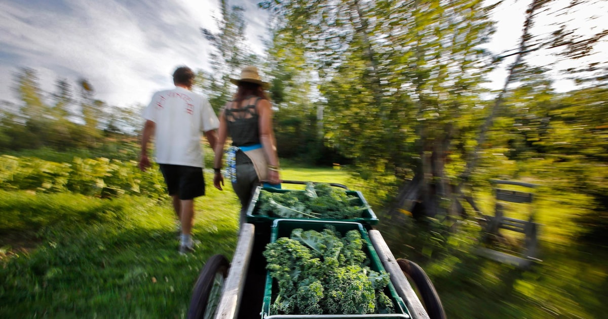 Gleaning America's Farms: Unused Crops Feed Hungry Families