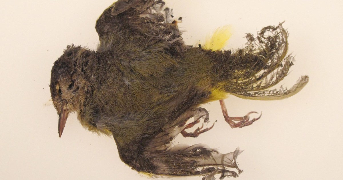 'Streamers': Birds Fried in Midair by Solar Plant, Feds Say