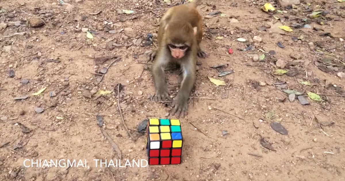 Harvard Graduate Brings World Together With a Rubik's Cube