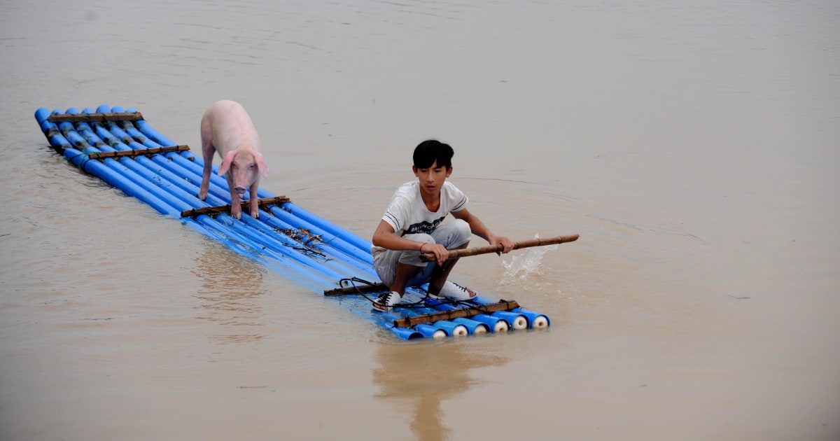 Boy Ferries Pig Through Floodwaters in China