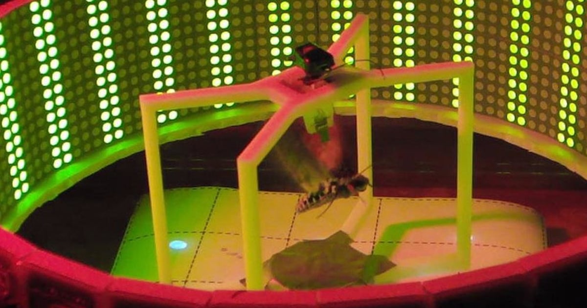 Researchers Lay Groundwork for Remote-Controlled Cyber-Moths