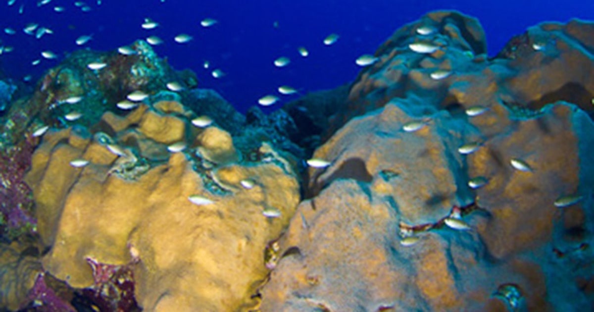 U.S. Protects 20 Coral Species as Threatened