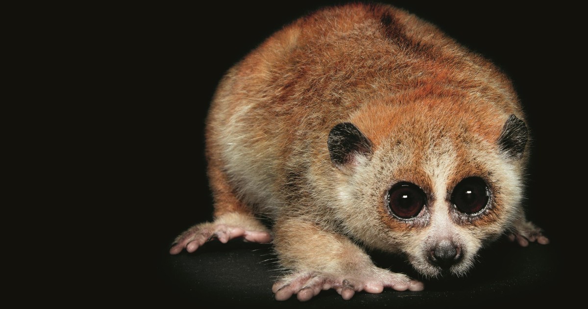 Nocturne: Photos Shine Light on Creatures of the Night