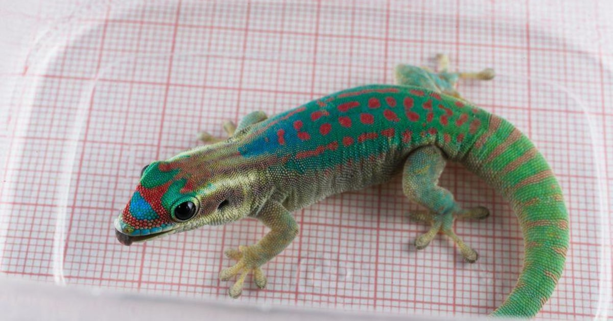 Russia Regains Control Of Gecko Zero G Sex Satellite 