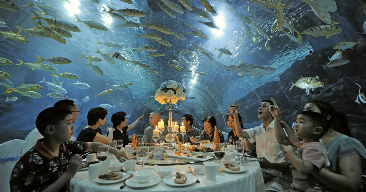 Under the Sea: Tourists Have Fish Over Dinner