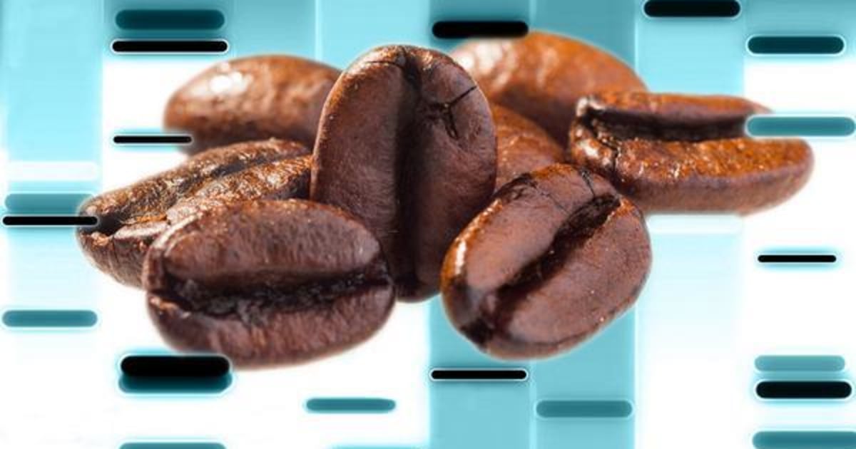 Coffee Genome Generates Buzz: How Did Caffeine Evolve?