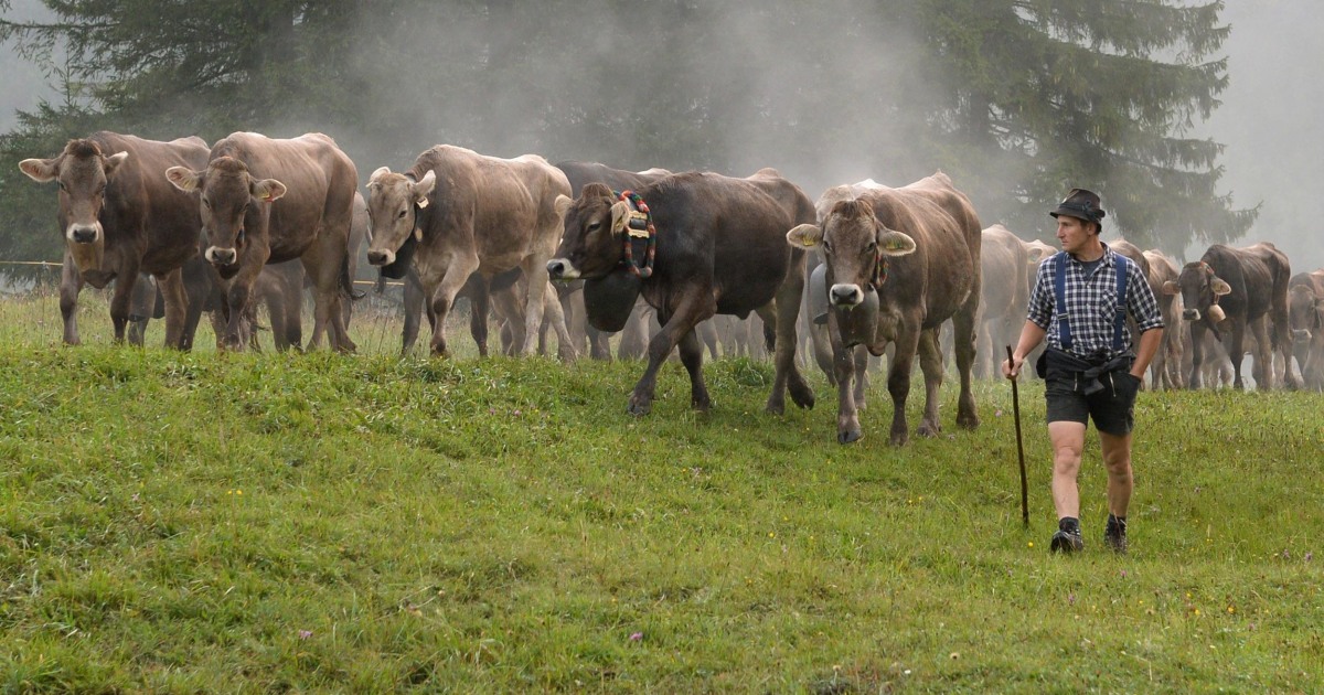 Alpine Authorities Issue Pamphlet to Combat Deadly Cow Tramplings