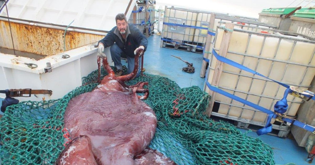 Rare 770-Pound Colossal Squid Dissected by Scientists