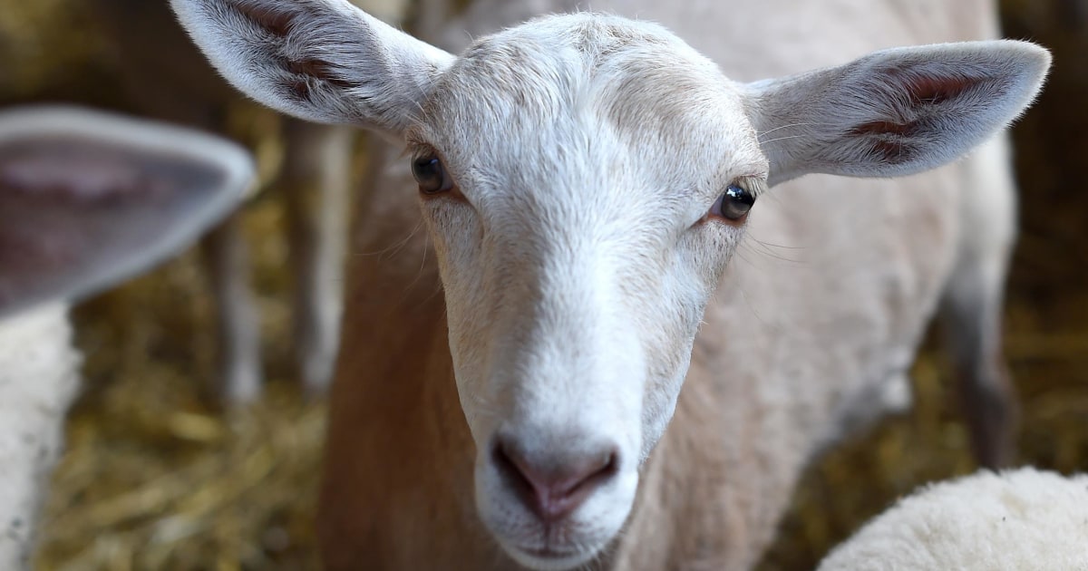 It's a 'Geep'! Rare Sheep-Goat Hybrid Found in Germany