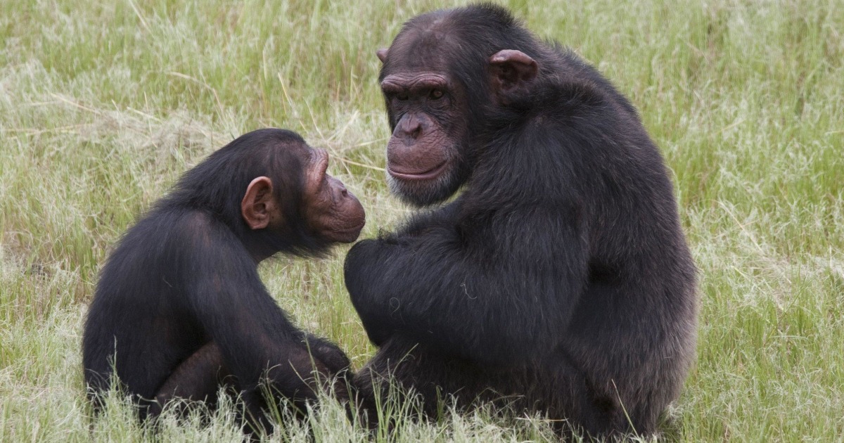 Pet Primates: Chimps Raised by Humans Have Social Problems as Adults