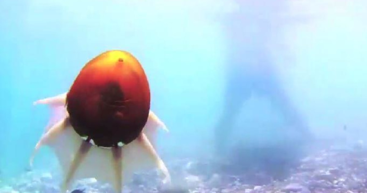 Robot Octopus Swims Freely in the Aegean Sea