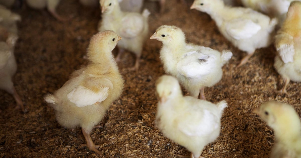 Putin Plays Chicken with U.S. Farmers, and Russians Lose