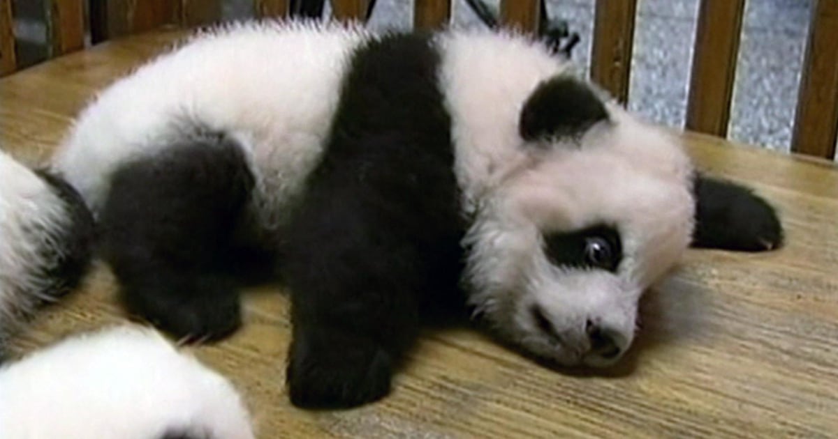 Nine Panda Cubs Make Debut on China's National Day