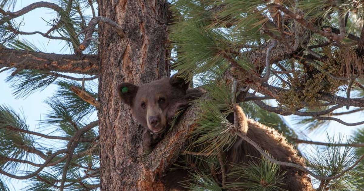 Nine Hungry Bears Caught in Two Days in Sierra Nevada