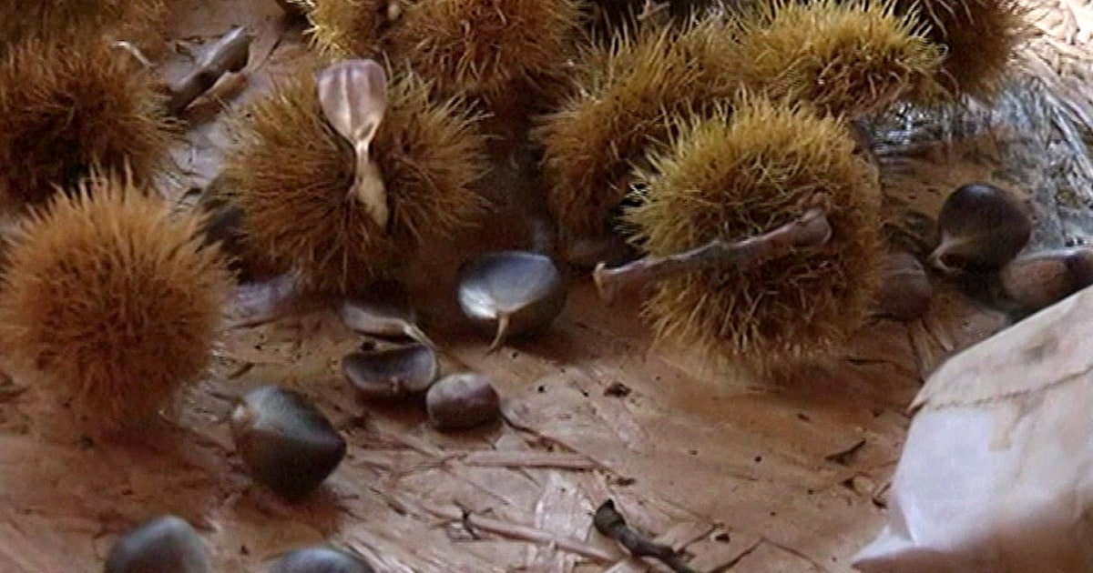 Working to Bring Back The American Chestnut Tree