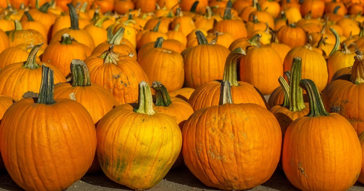 California Drought's Newest Target: The Great Pumpkins