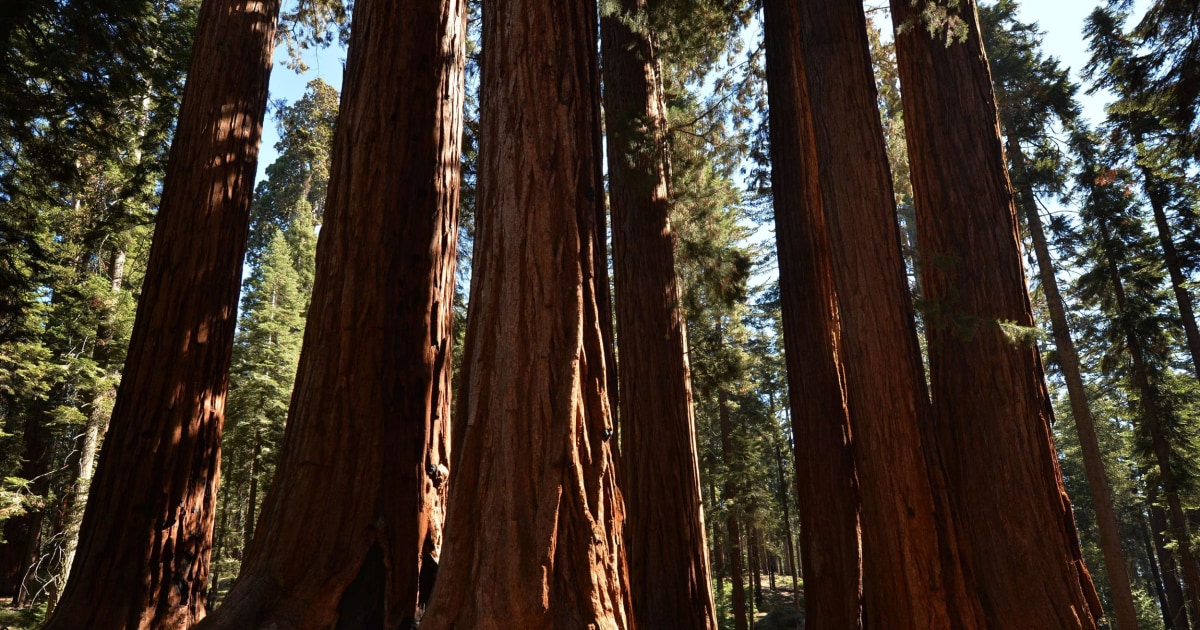 Trees vs. Humans: In California Drought, Nature Gets to Water First