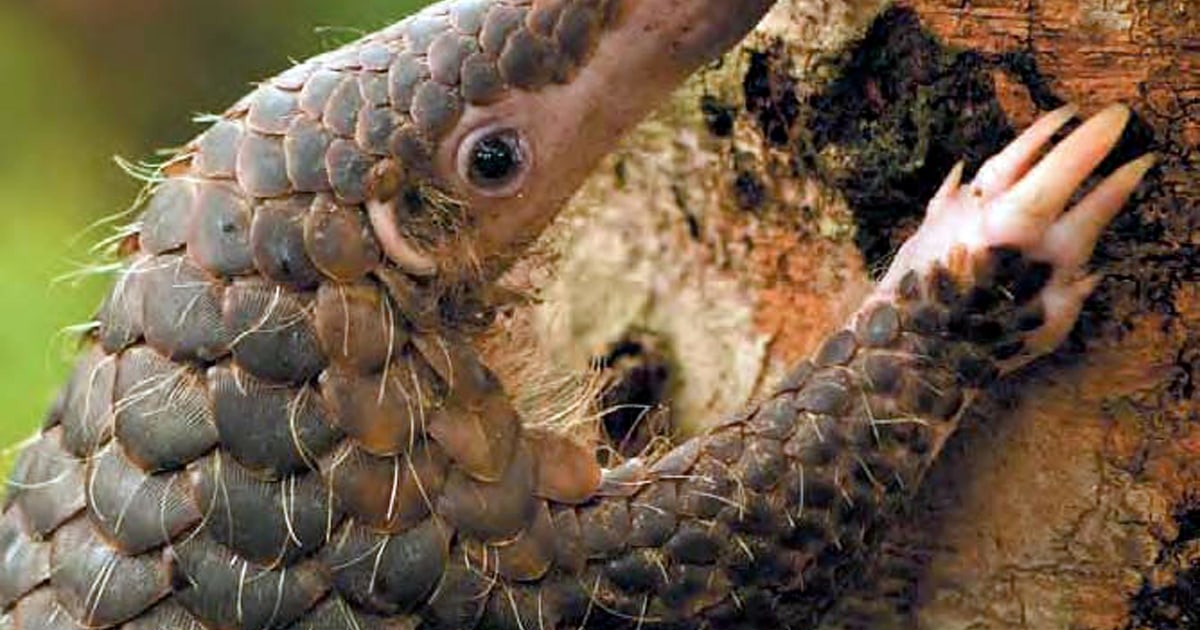 Delicious? Rich Chinese Diners Push Exotic Pangolin Toward Extinction
