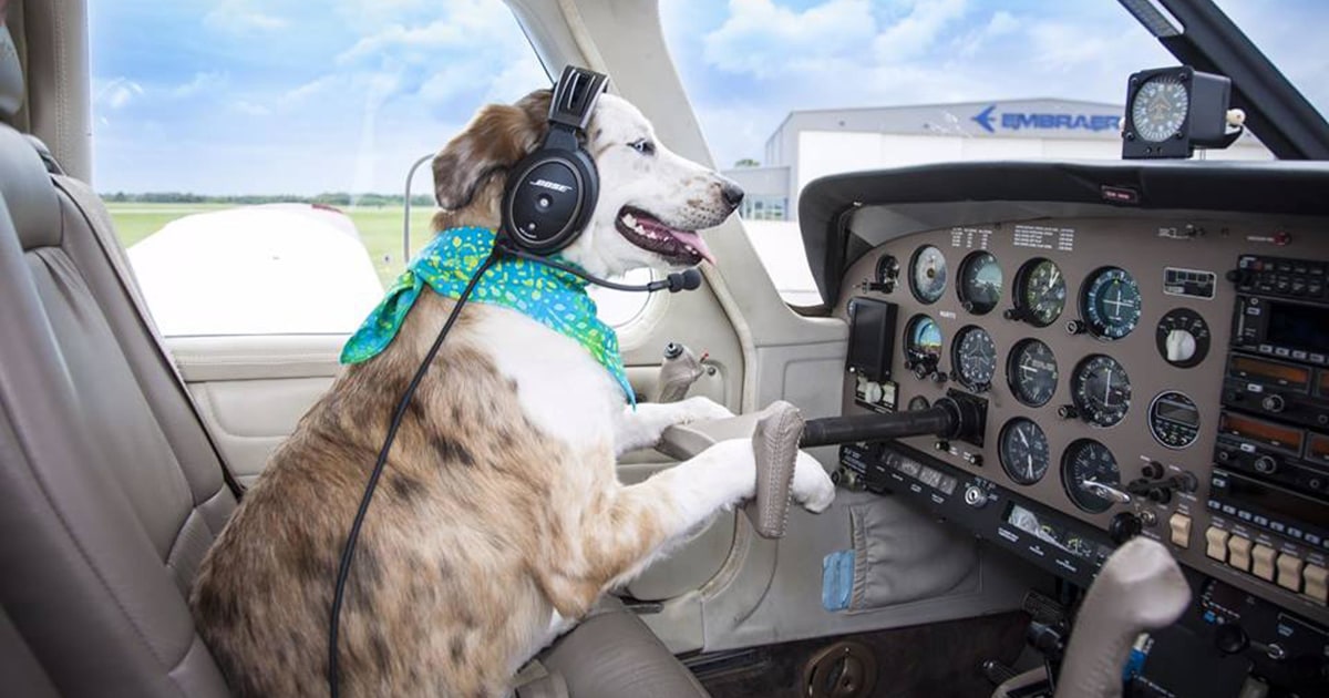 Group Pairs Pilots With Pooches to Fly Them to 'Forever Homes'