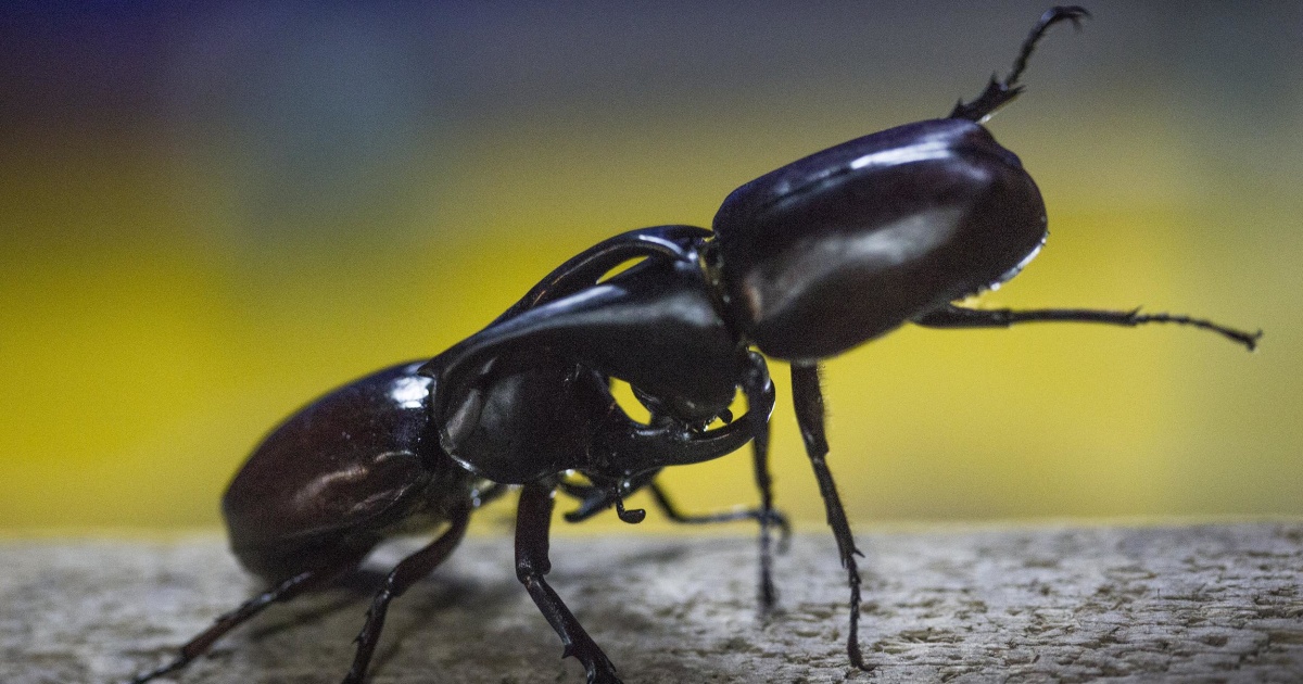 Beetle Battle: Gigantic Insects Fight for Prized Female