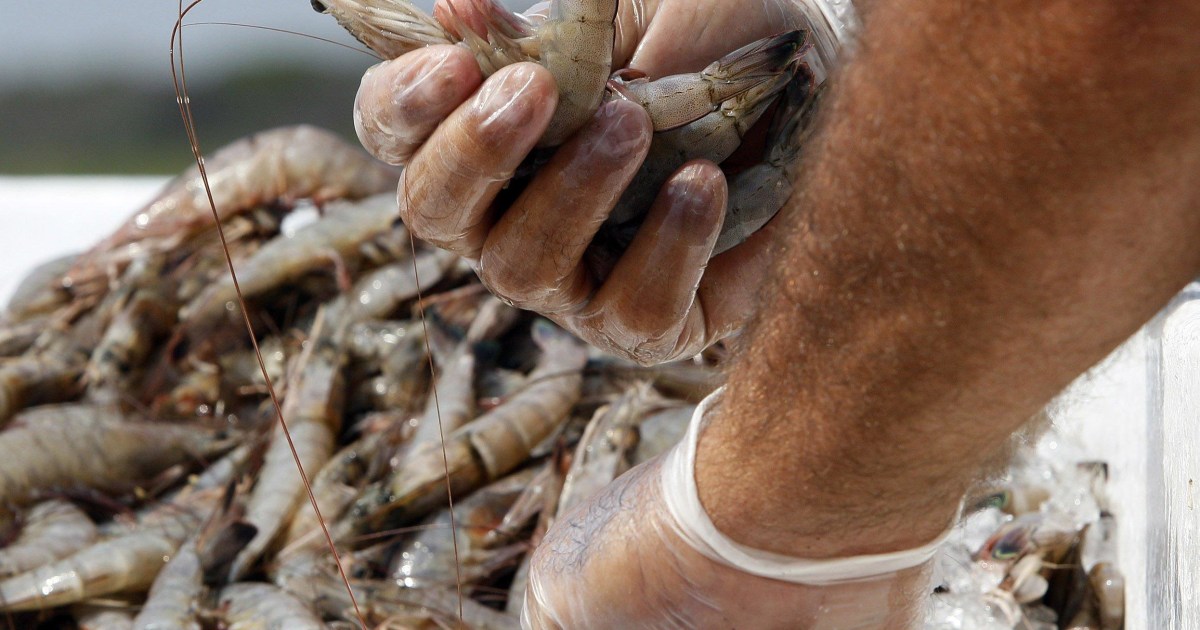 Study: Mislabeled Shrimp Rampant at Restaurants and Grocers