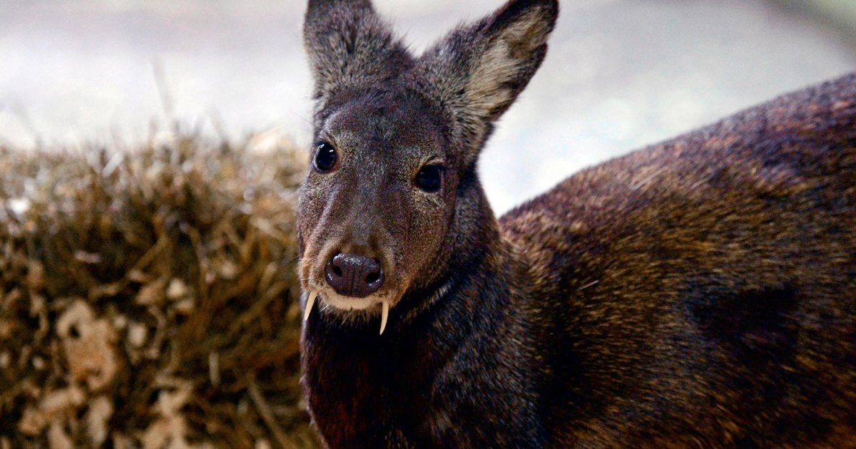 Vampire Bambi? Rare Fanged Deer Confirmed in Afghanistan After 60 Years