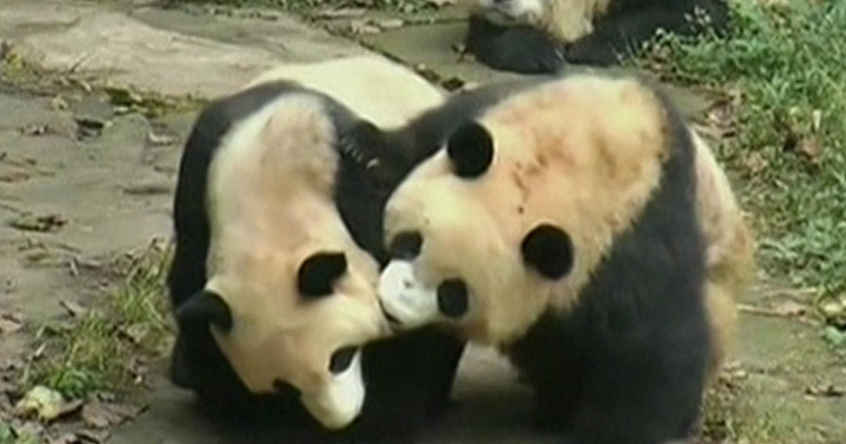 Giant Pandas Play, Delighting Onlookers