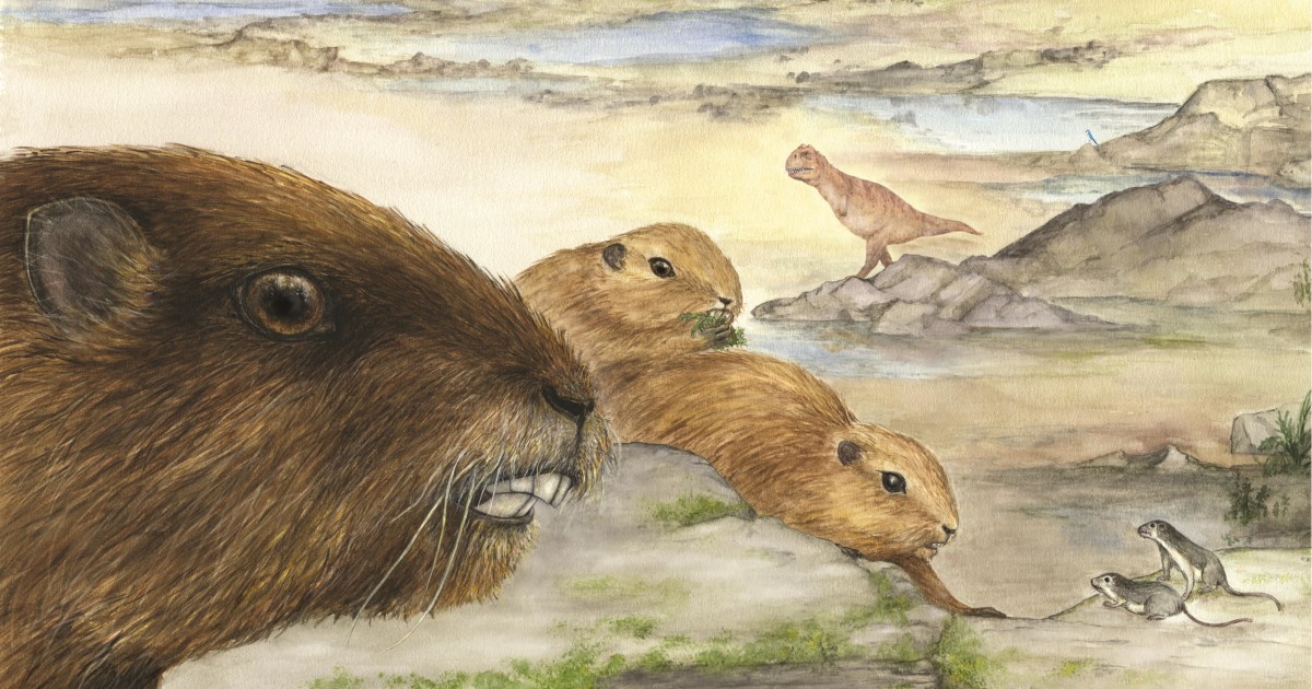 Fossil Skull Reveals Monster Mammal From Madagascar